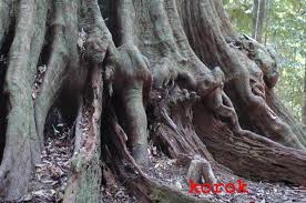 keistimewaan dungun: POKOK CHENGAL TERBESAR DI DUNGUN