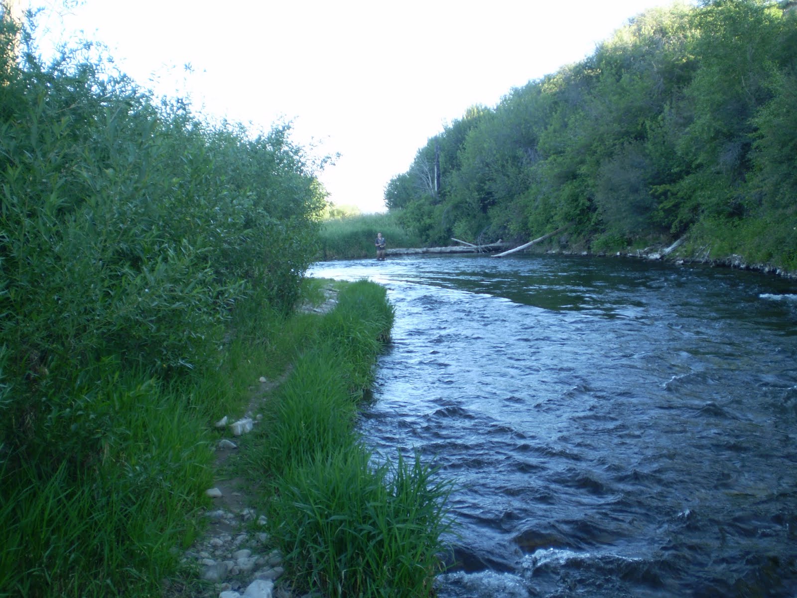 Fly Fishing the West with Howard: The Undercut Bank