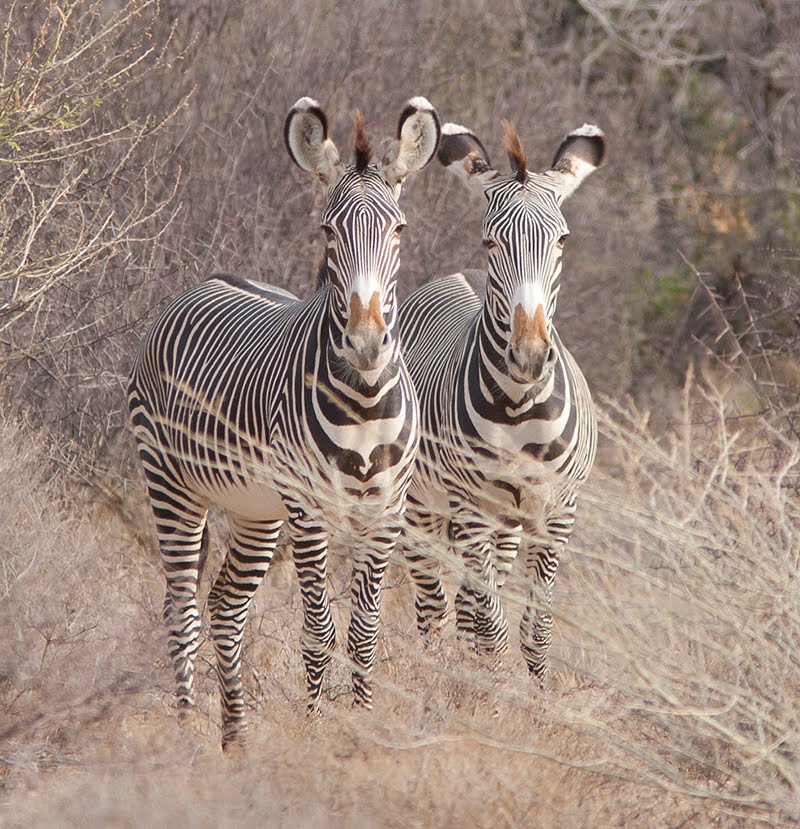 Du Rose's Digest: Grevy's zebra