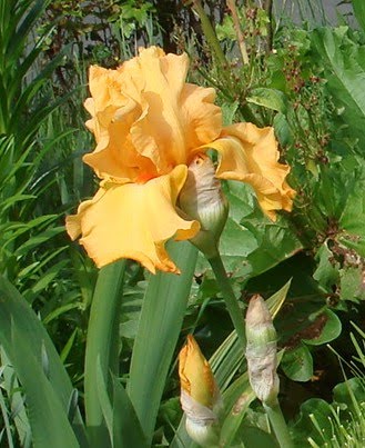 Daniel's Pacific NW Garden: May 2010