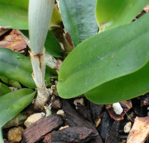 Daniel's Pacific NW Garden: Orchids starting new growth