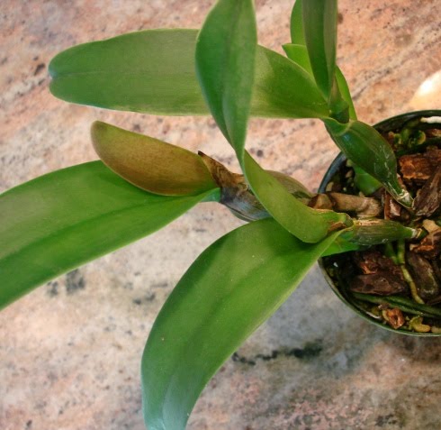Daniel's Pacific NW Garden: Cattleya-type orchids. Work in progress.