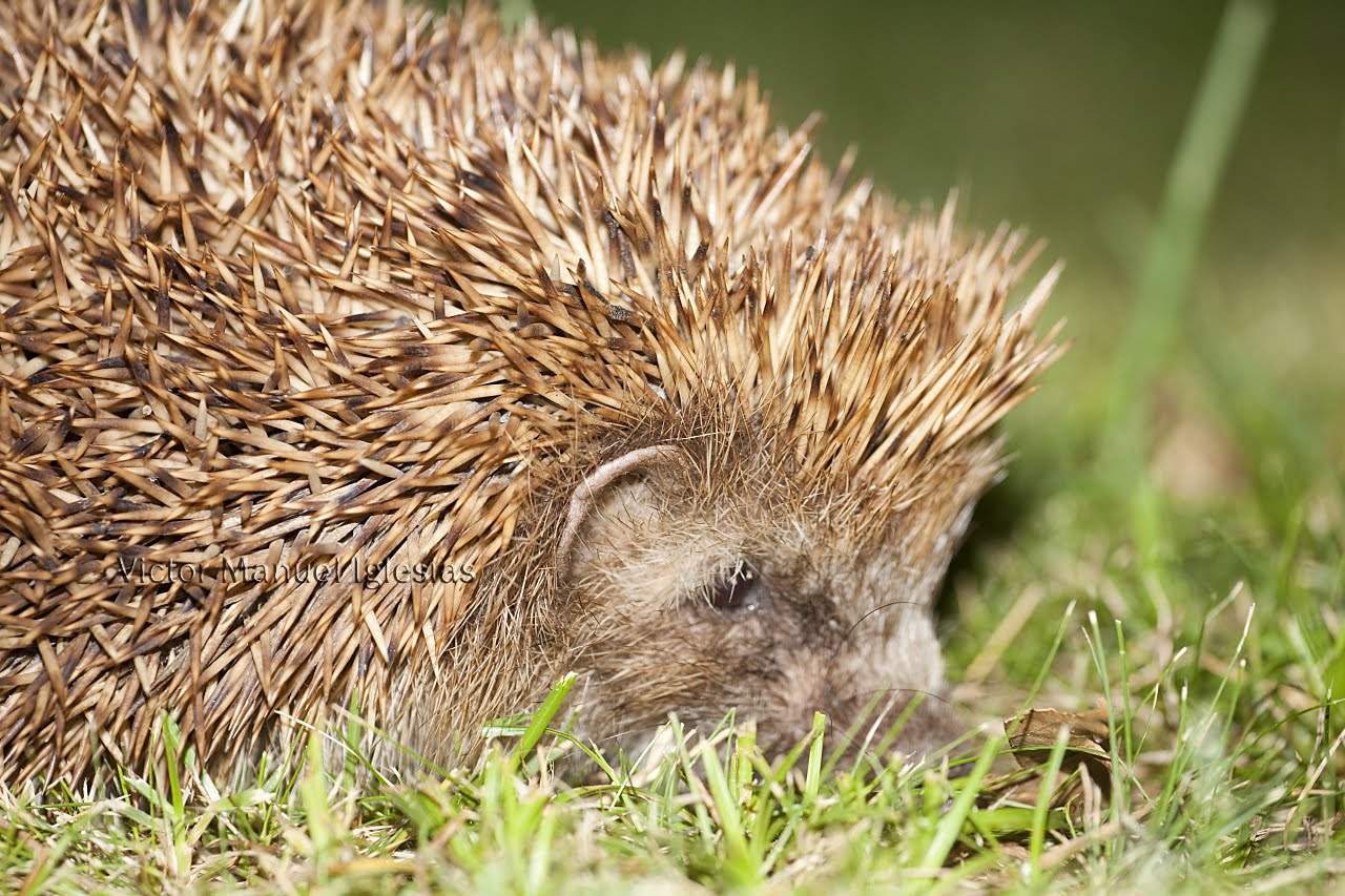 Aves , Insectos y demas en Asturias: Erizo común-Erinaceus europaeus