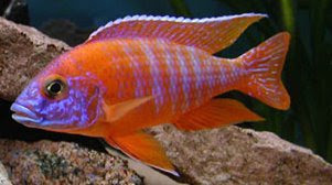 ESCAMOSOS: aulonocara ruby red