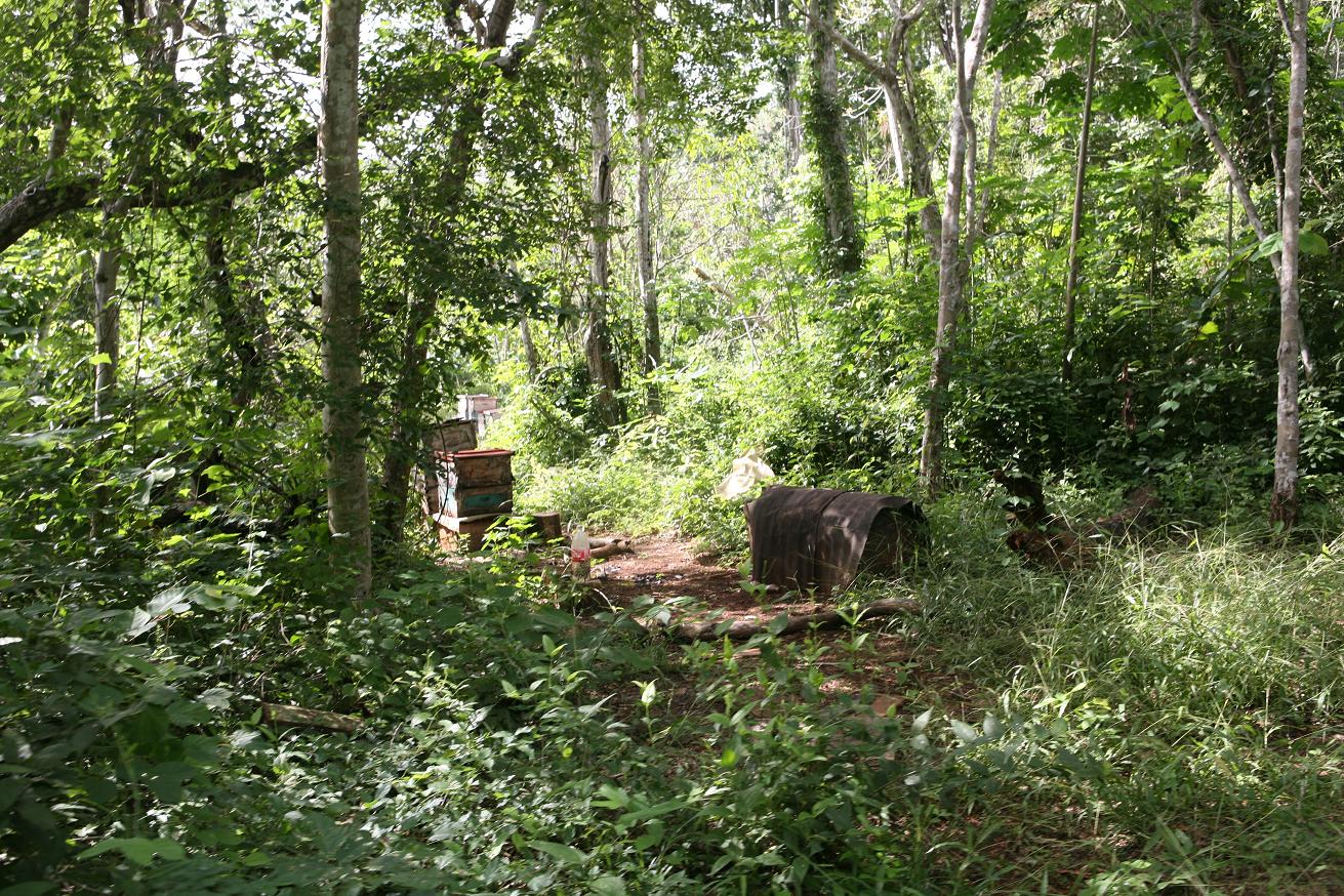 Yucatan: Selva de la Comunidad Maya de Xmaben