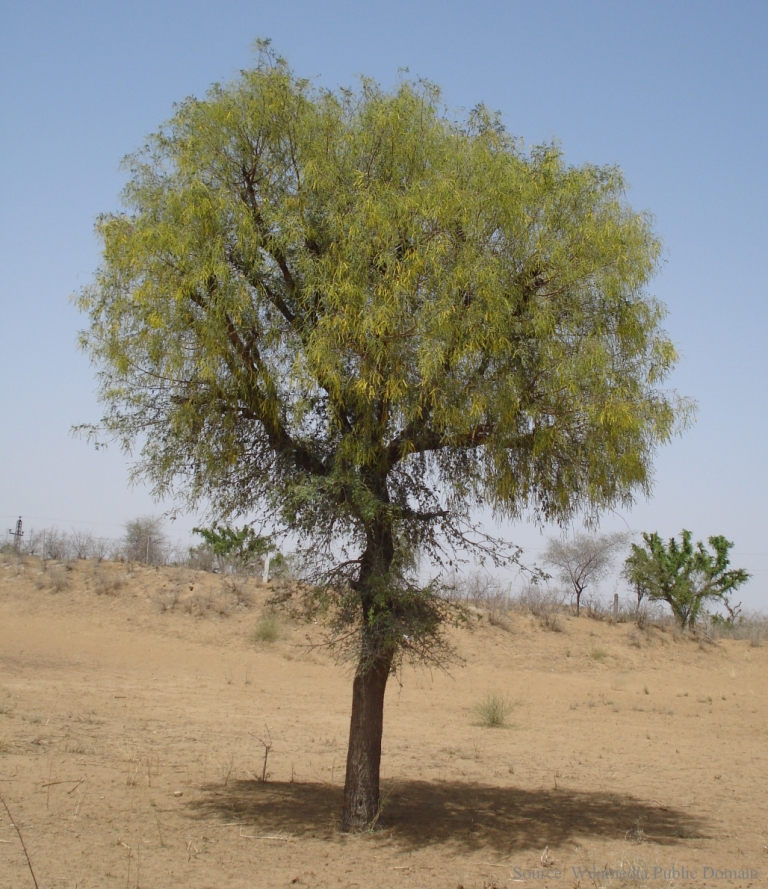 Gifting Trees...: The King of Deserts