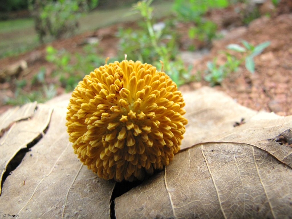 Gifting Trees...: The Favourite Tree Of God