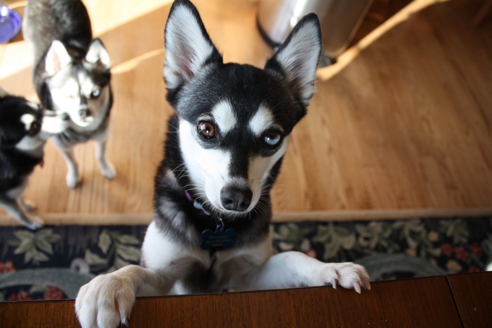 The story of a girl and her dogs...: I'm pretty sure Nari hates me ...