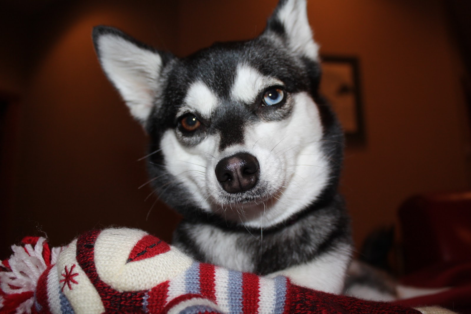 The story of a girl and her dogs...: I'm pretty sure Nari hates me ...