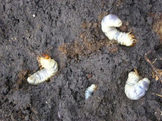 Sépie obecná (Sepia officinalis)