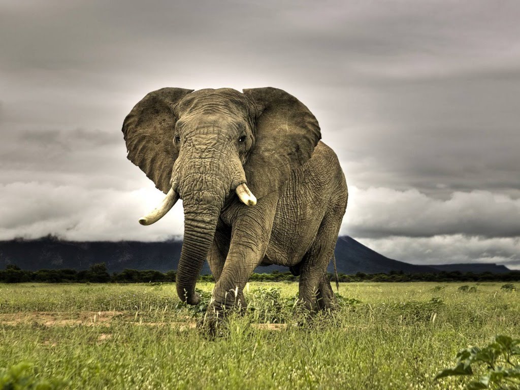 Download besplatne pozadine 1024x768: Slon u prirodi