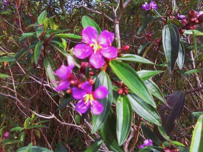 MENCARI DAMAI ABADI...: Khasiat Tumbuhan ~ Pokok Senduduk