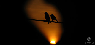 blogshar: good morning, crows!
