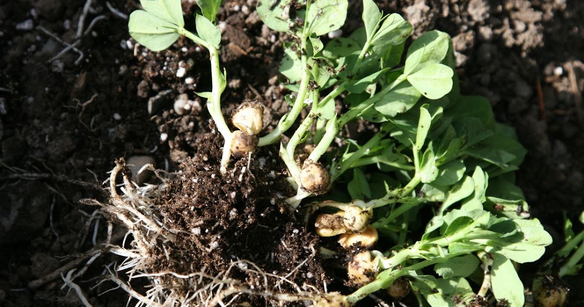 Suited To The Seasons: Seed Sowing Experiment Part 2