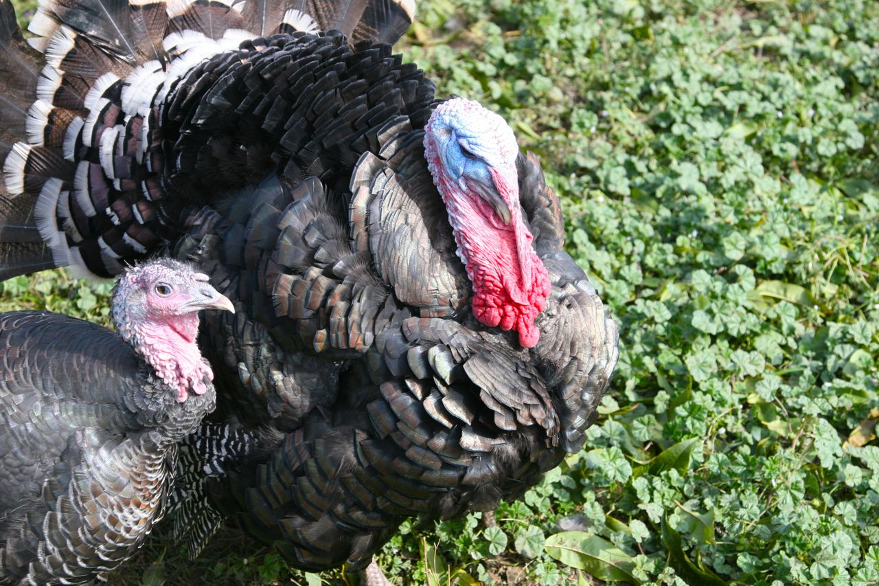 Suited To The Seasons: Farm School!