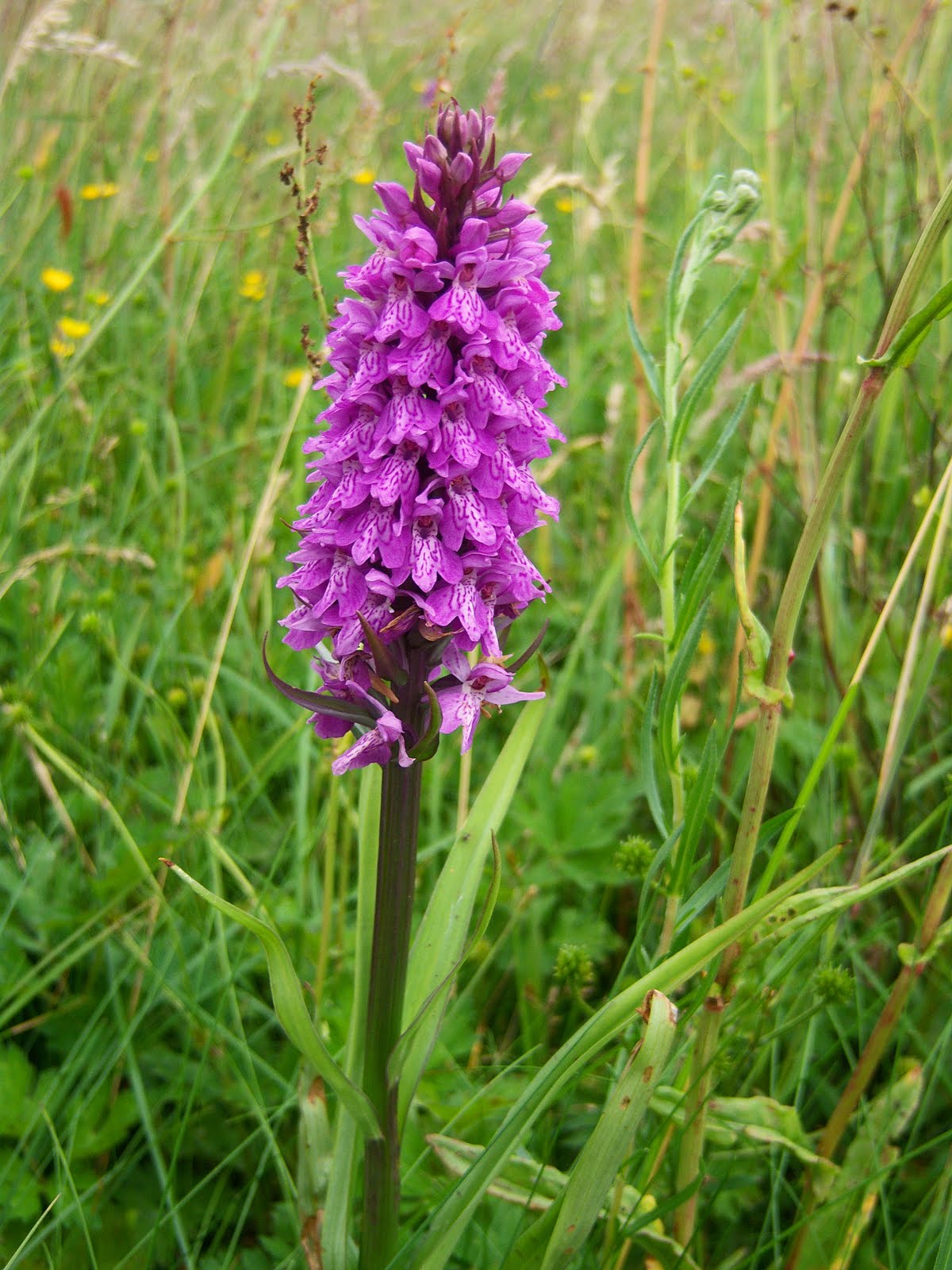 Orchids,Nature and My Outdoor Life: Back from the Scottish Islands to ...