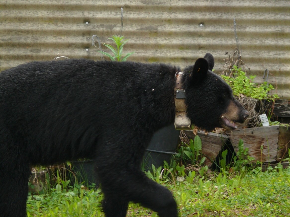 The Show and Tell Nature Blog: Bear Comes to Visit