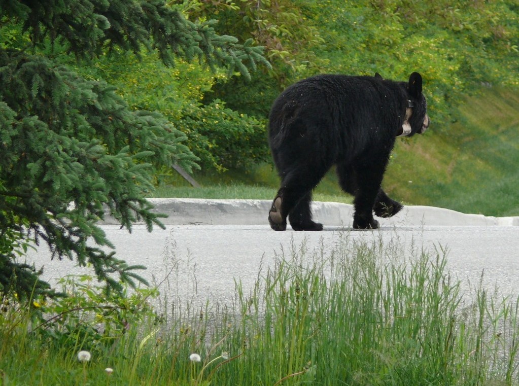 The Show and Tell Nature Blog: Bear Comes to Visit