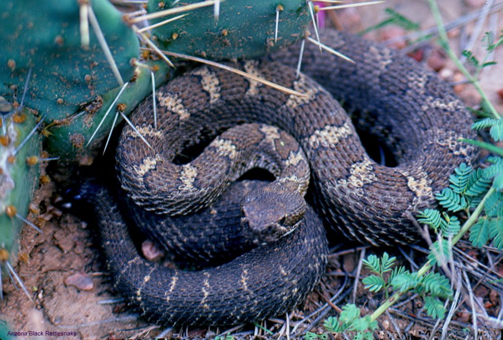 The Show and Tell Nature Blog: An Appreciation of Snakes