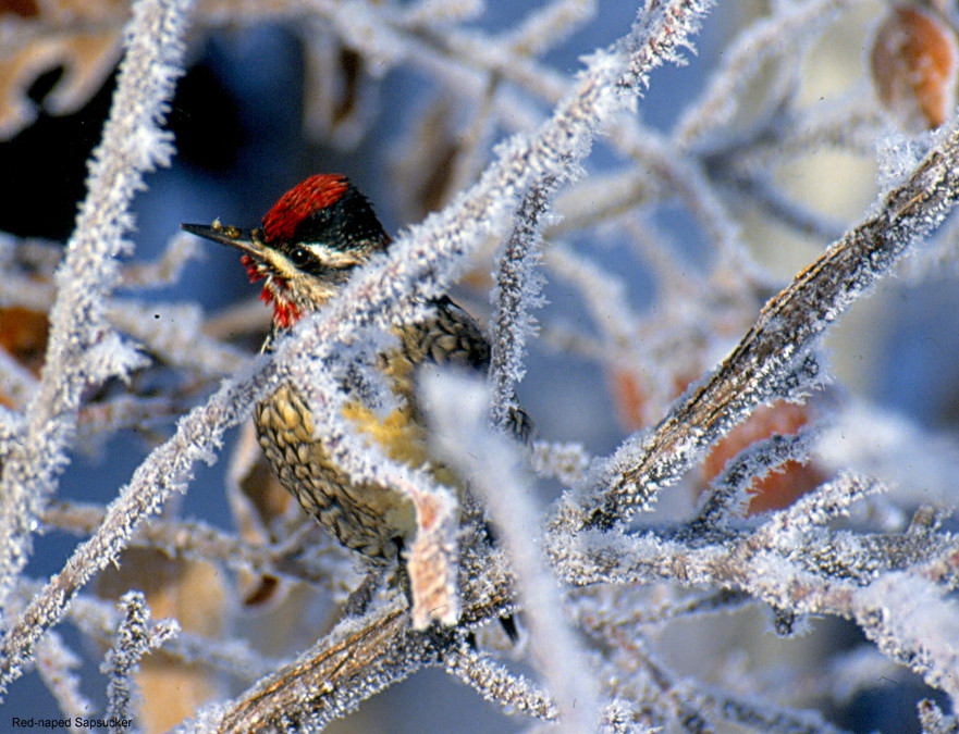 The Show and Tell Nature Blog: Some Southern Snowbirds