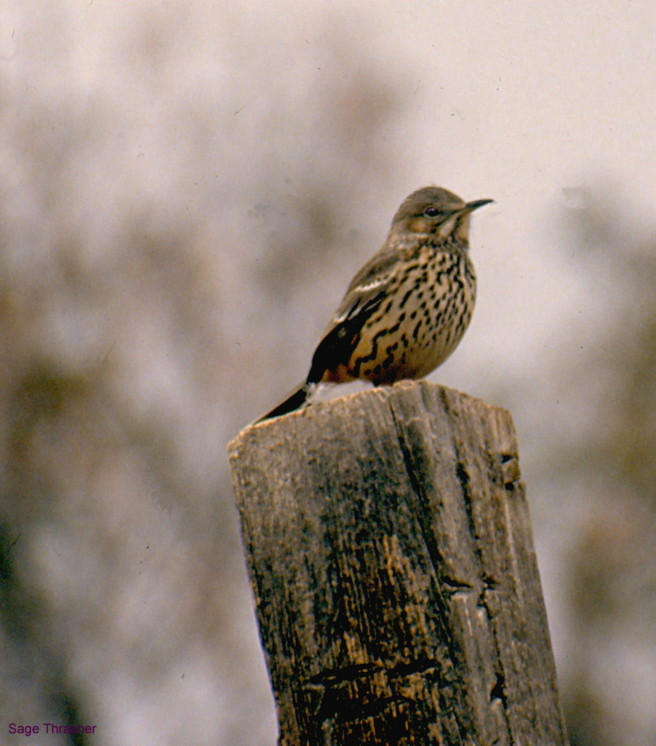 The Show and Tell Nature Blog: Some Southern Snowbirds