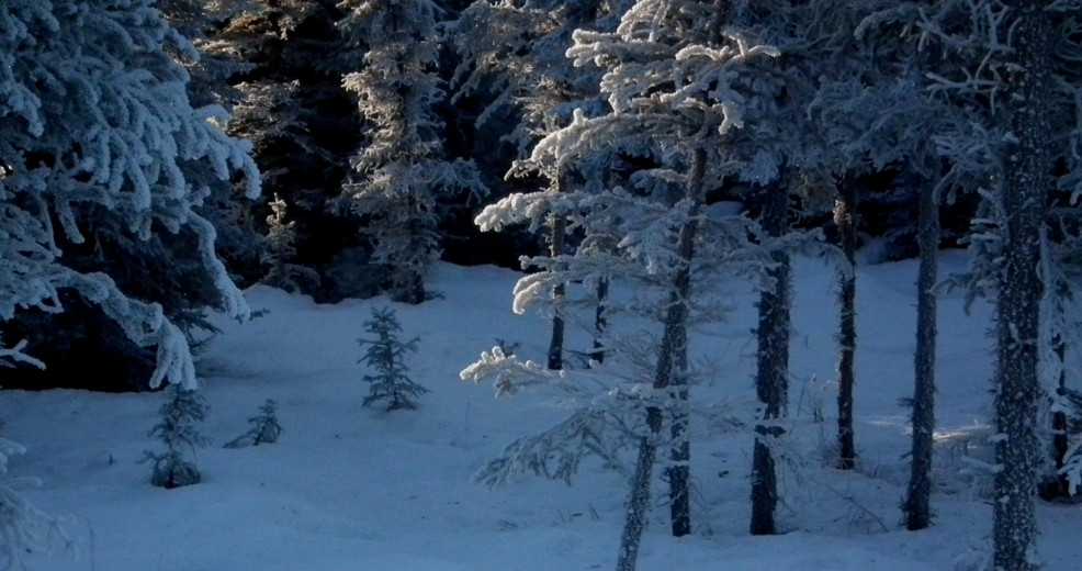 The Show and Tell Nature Blog: Winter Wonderland, or Wasteland?
