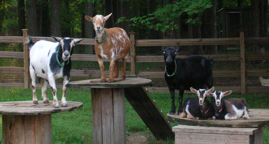 Sweet Garden Farm - Nigerian Dwarf Dairy Goats in Maryland: Five Goats ...