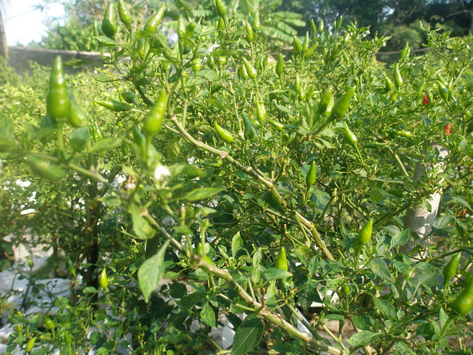 Cili Padi Fertigasi: Jom sambung balik!