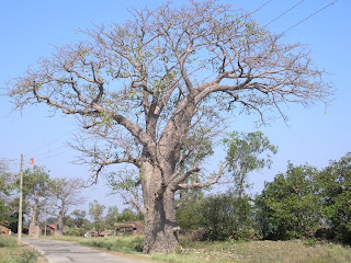 InmansadventureinIndia: The Baobao Tree
