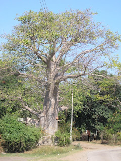InmansadventureinIndia: The Baobao Tree
