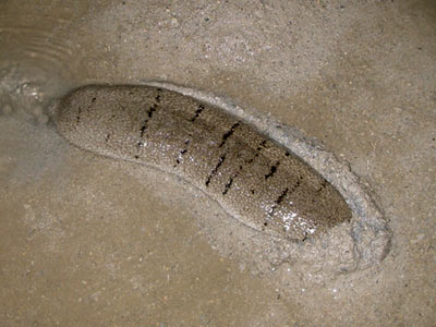 eska punya cerita: Yuk Berkenalan dengan Mentimun Laut