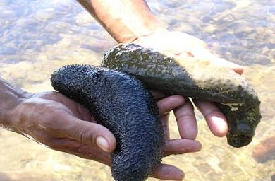 Agen Gamat Bandung: Tentang Tripang