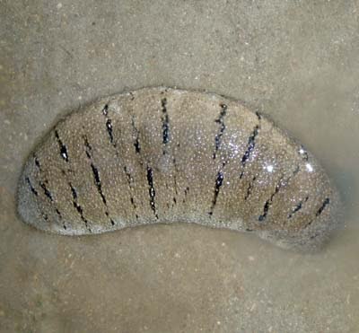 Agen Gamat Bandung: Tentang Tripang