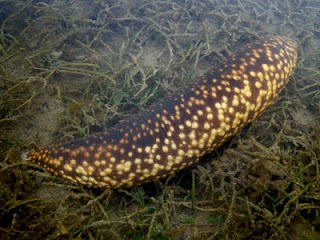 Agen Gamat Bandung: Tentang Tripang