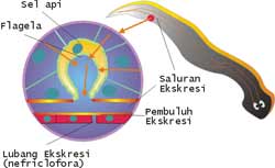 Nov!Ee_BioLogi