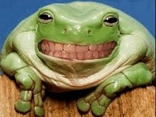 SAPO VIRIL: O SAPO TRICOLOR ESTÁ PULANDO DE ALEGRIA