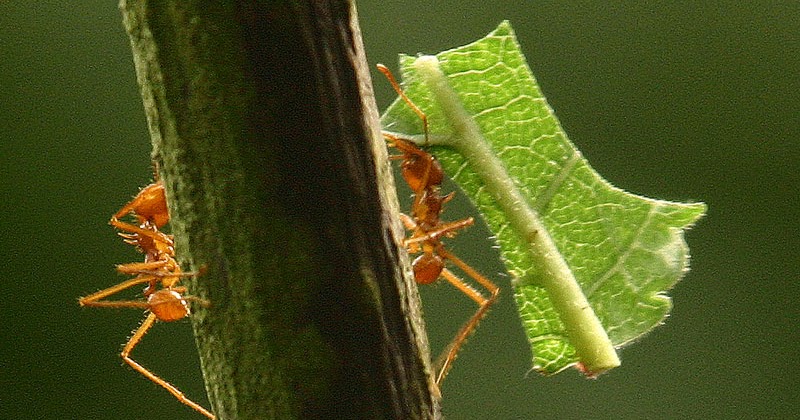 wordtryst: Bachac attack