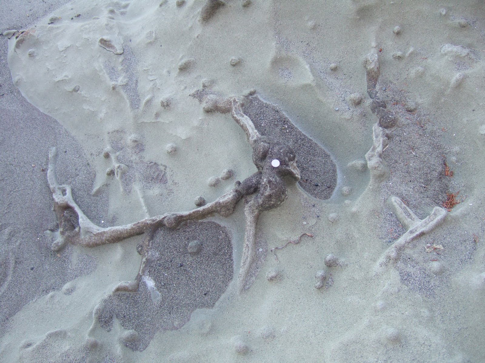 Reading the Washington Landscape: Marrowstone Island Geology Trip to ...