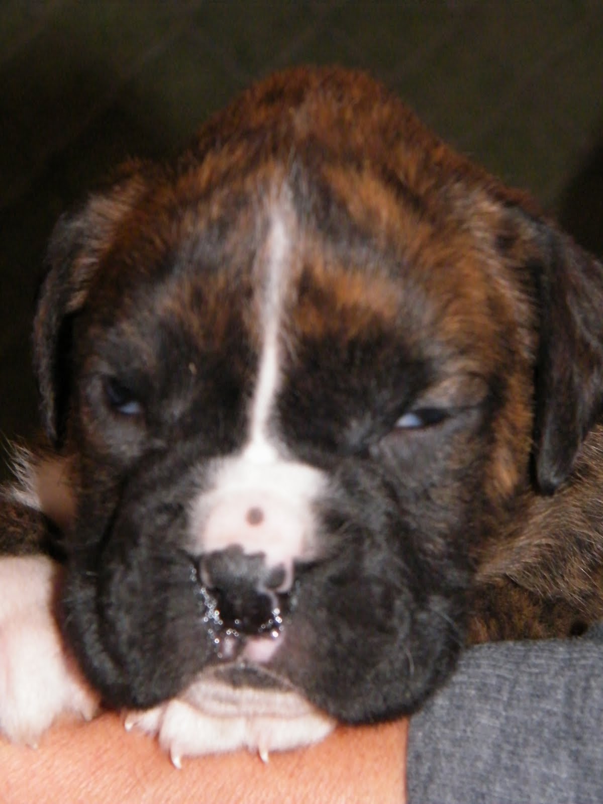 CRIADERO CANINO.:.:.:: BOXER UN MACHO BAYO Y UNA HEMBRA ATIGRADA