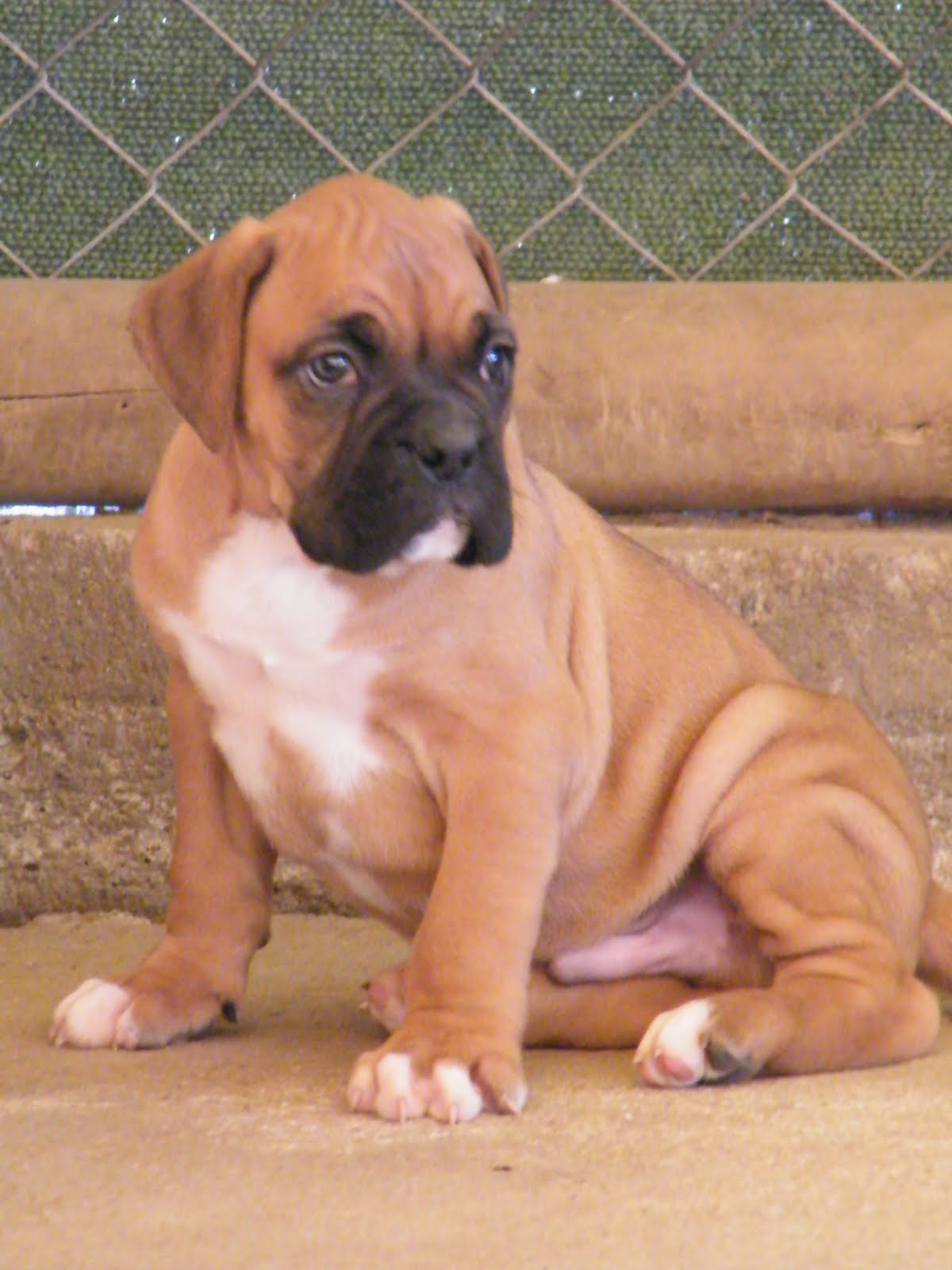 CRIADERO CANINO.:.:.:: Boxer Macho bayo y Hembra atigrada 40 dias