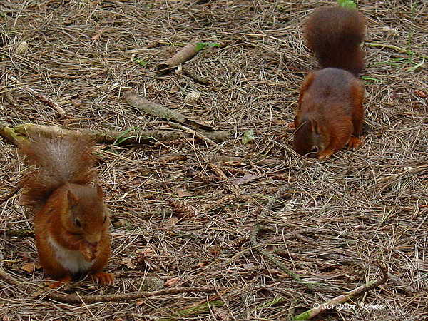 RAMBLES FROM MY CHAIR: Wednesday wildlife - Red Squirrels