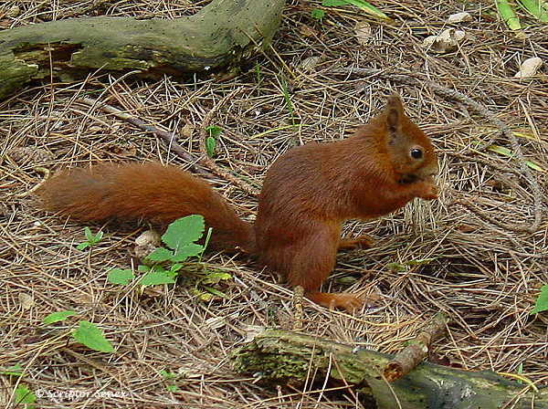 The gallery for gt; Red Squirrel Vs Grey Squirrel - Red Squirrels