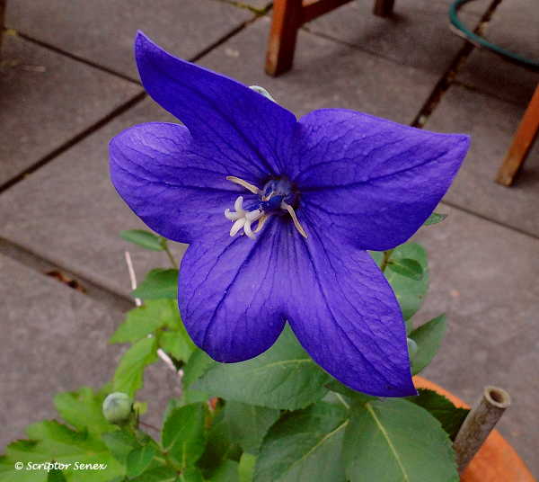 My Pensby Garden: Chinese Balloon Flower