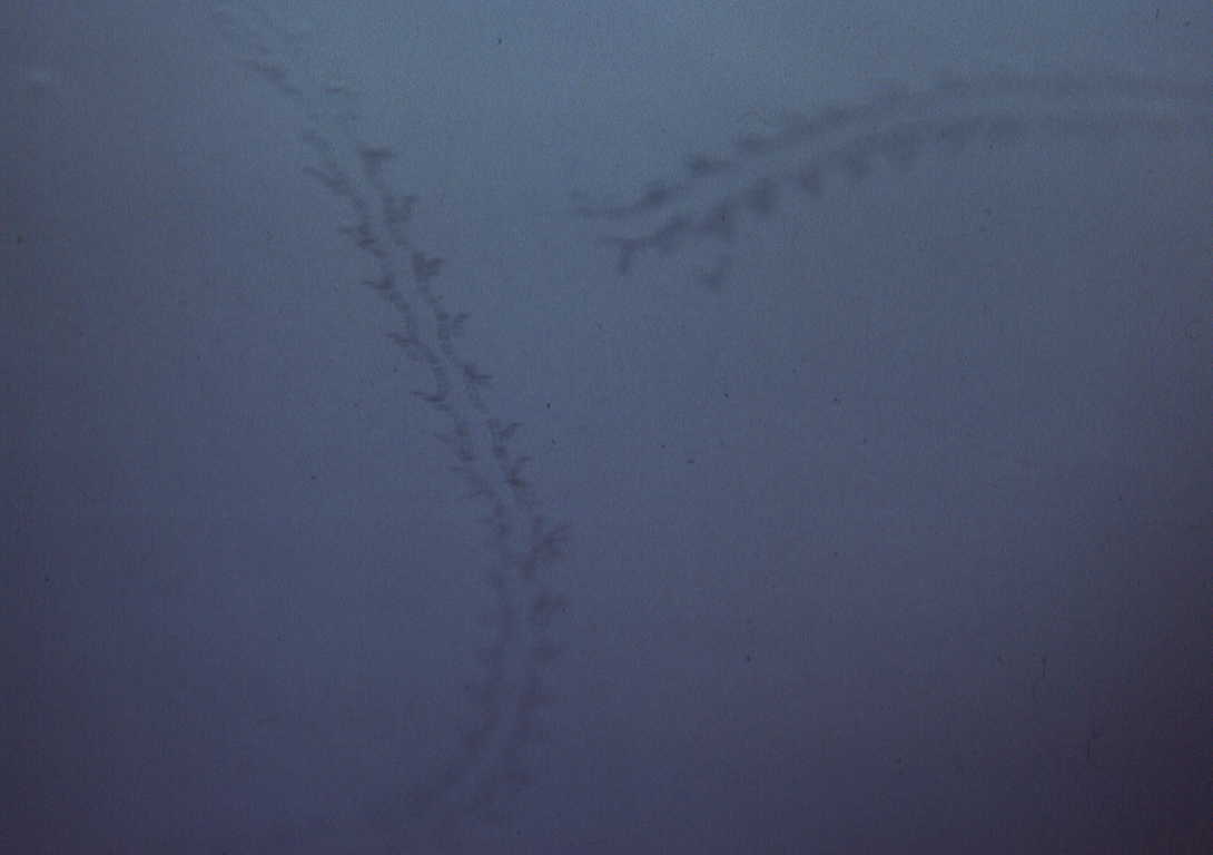 RAMBLES FROM MY CHAIR: Flies