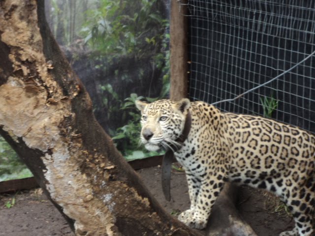 Explora Veracruz: Un rincón silvestre