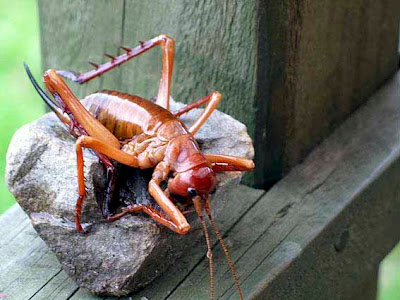 The Nobles in New Zealand: WETA