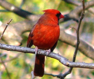 Moggy's: Northern Red Cardinals