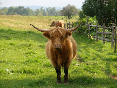 Le pamphlétaire: Les vache de Highland dans les cantons de l'est