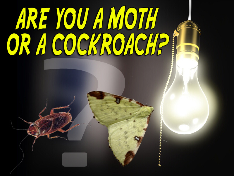Graceland Kids: Are you a cockroach or a moth?