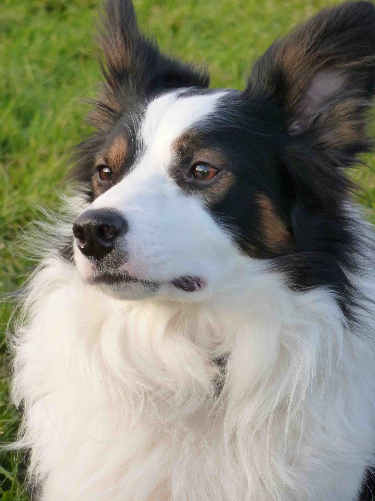 A Sheepdog Diary: The truth behind ... The Collie Walk